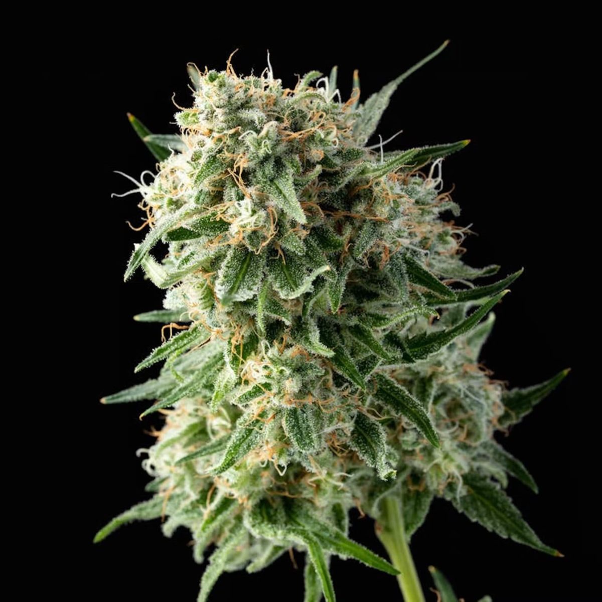 Top 10 Most Popular Cannabis Strains in MA - Bud's Goods
