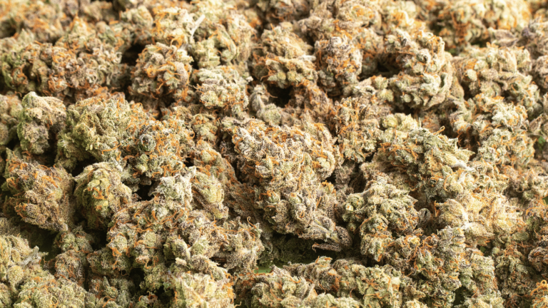 Strain of the Month: Ice Cream Cake - Bud's Goods